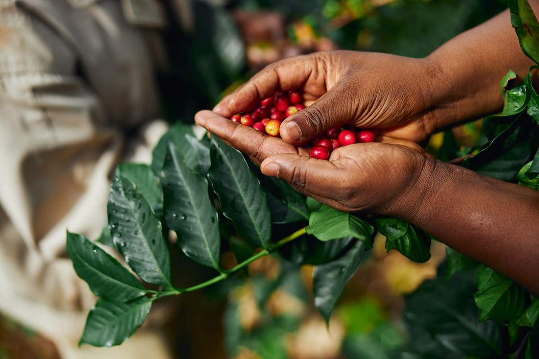 Expertise – Café Céleste