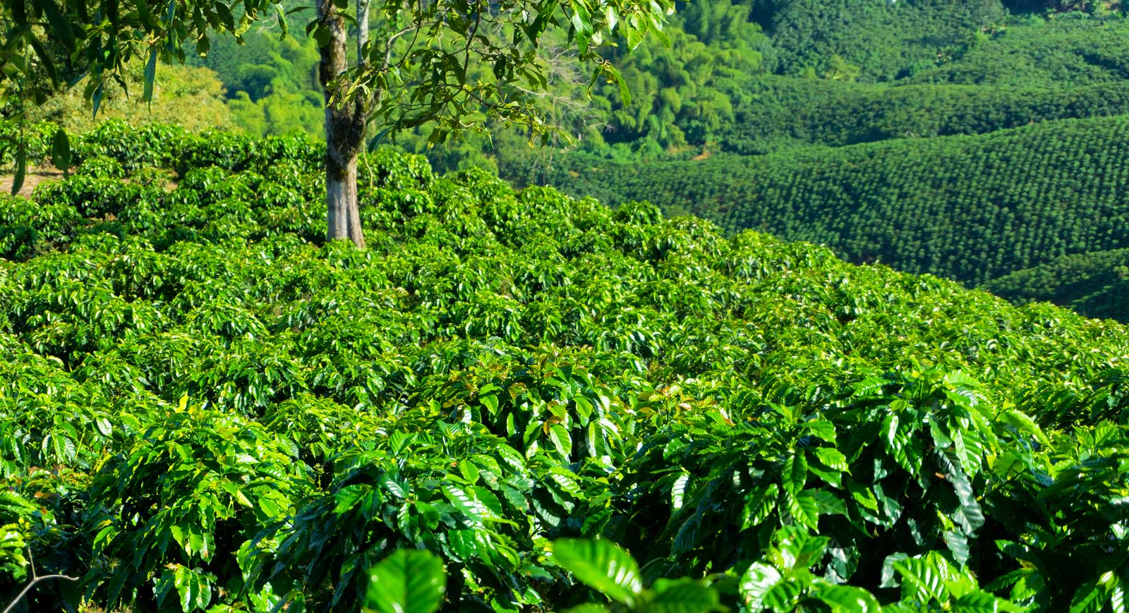 Expertise – Café Céleste